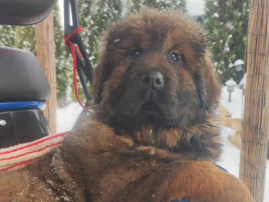 Тибетский мастиф девочка 2 мес Красная