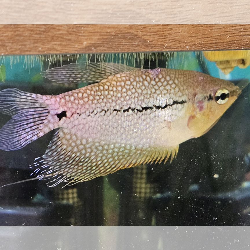 Гурами сомик