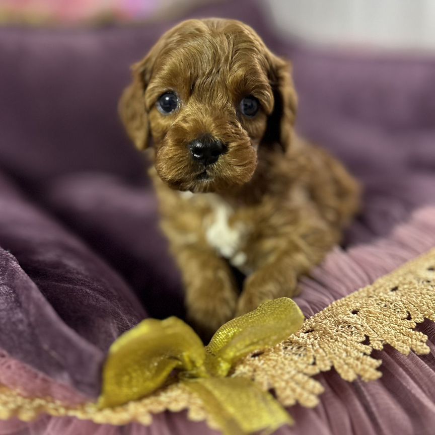 Кавапу, щенок