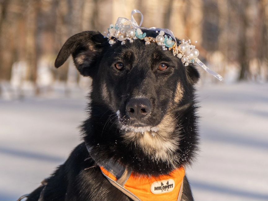 Нежная Шанель из приюта в добрые руки