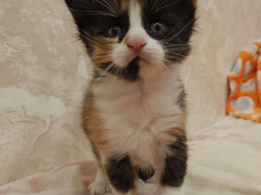 Котёнок от кошки мышеловки-крысоловки
