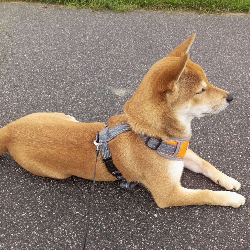 Сиба-ину, щенок