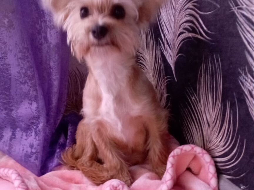 Ерширский терьер помесь