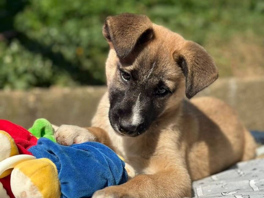 Нюша из приюта ищет дом