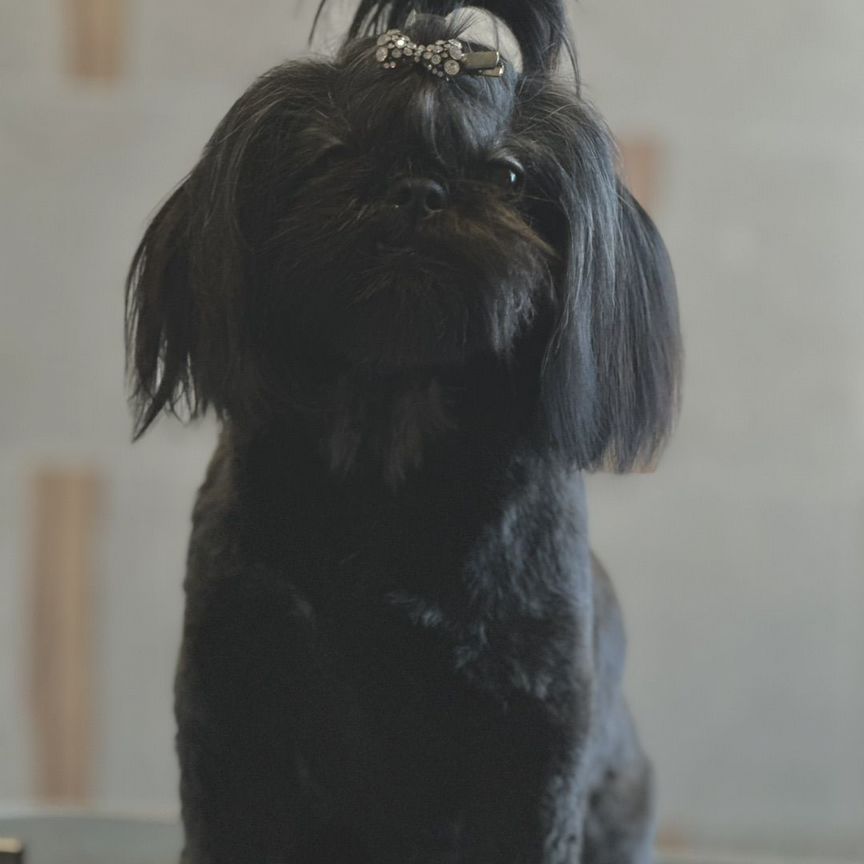 Ши-тцу, щенок