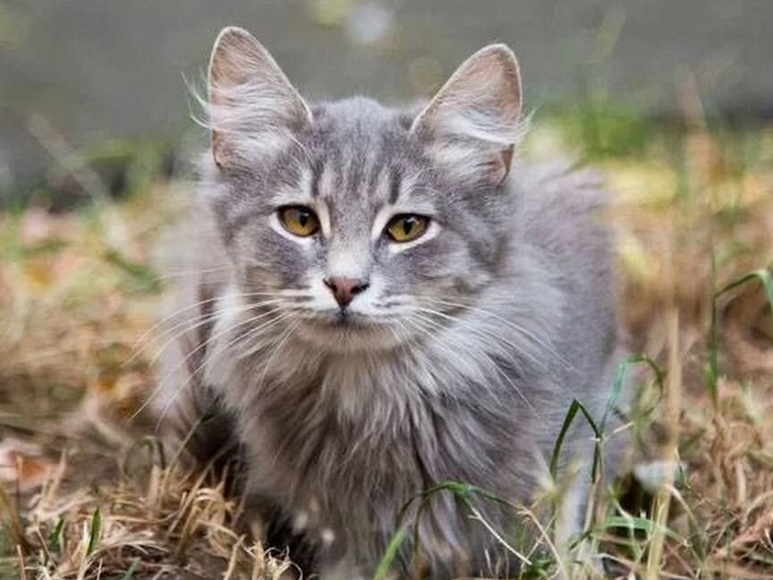 Котенок ищет дом