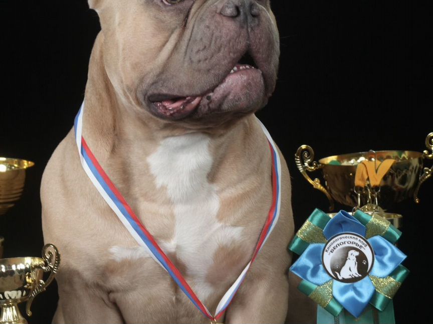 Американский булли вязка