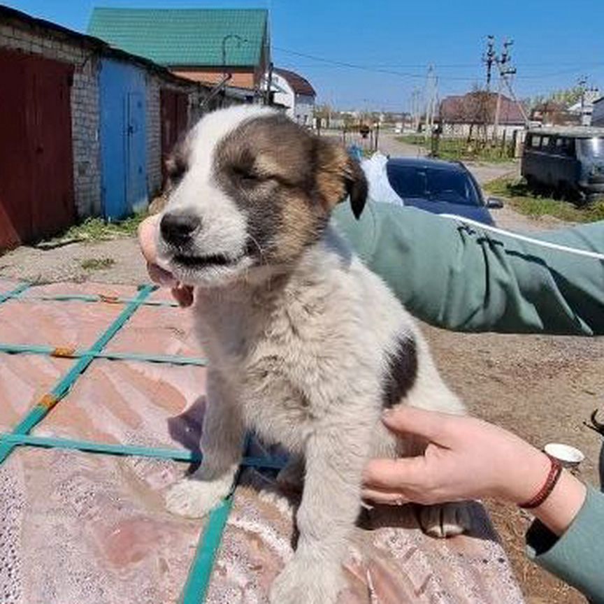 Щенок в добрые руки