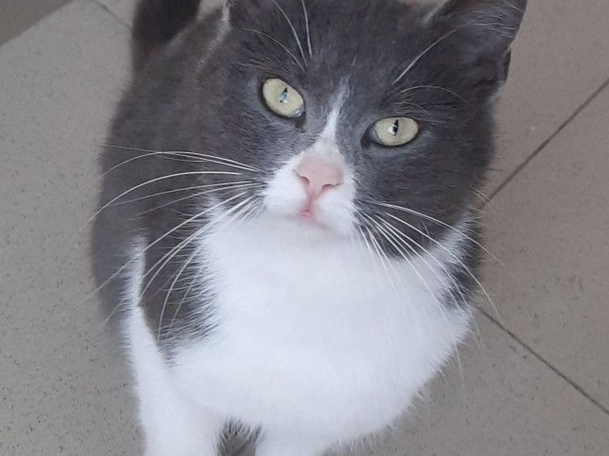 Кошка