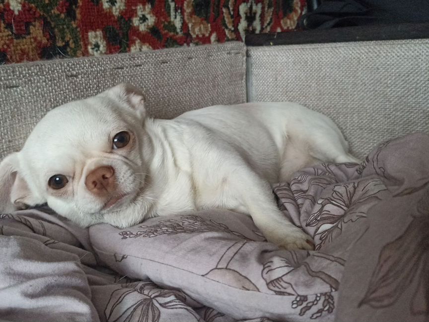 Собака на вязку