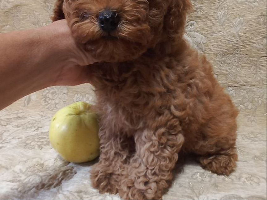 Девочка милашка