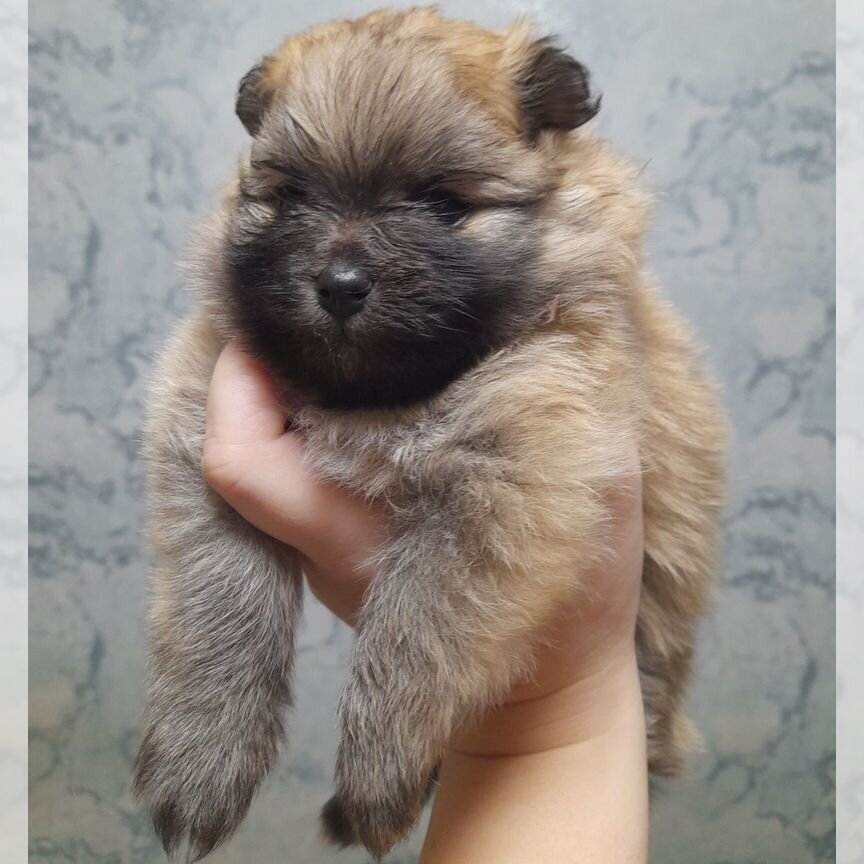 Померанский шпиц, щенок