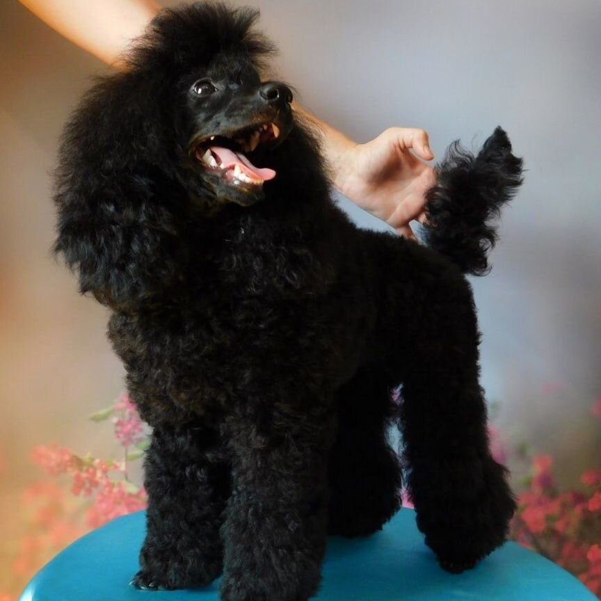 Щенок миниатюрного пуделя