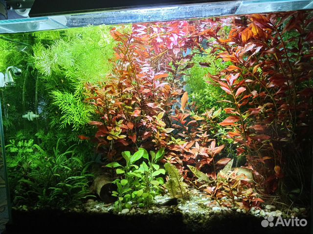Аквариумные растения купить в Набережных Челнах | Животные и зоотовары ...