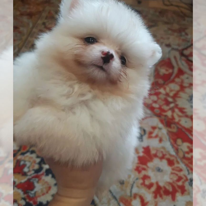 Померанский шпиц, щенок