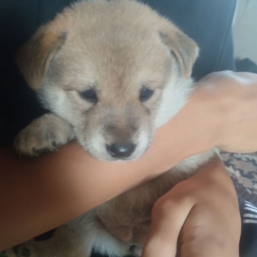 Щенки сиба ину