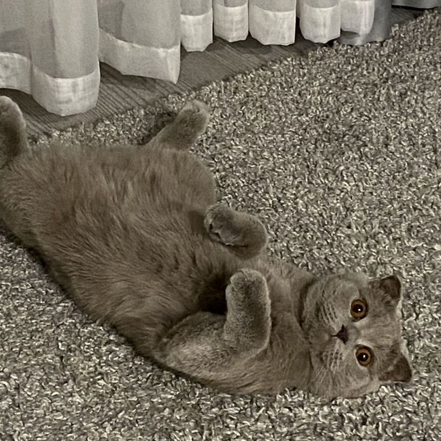 Шотландская кошка