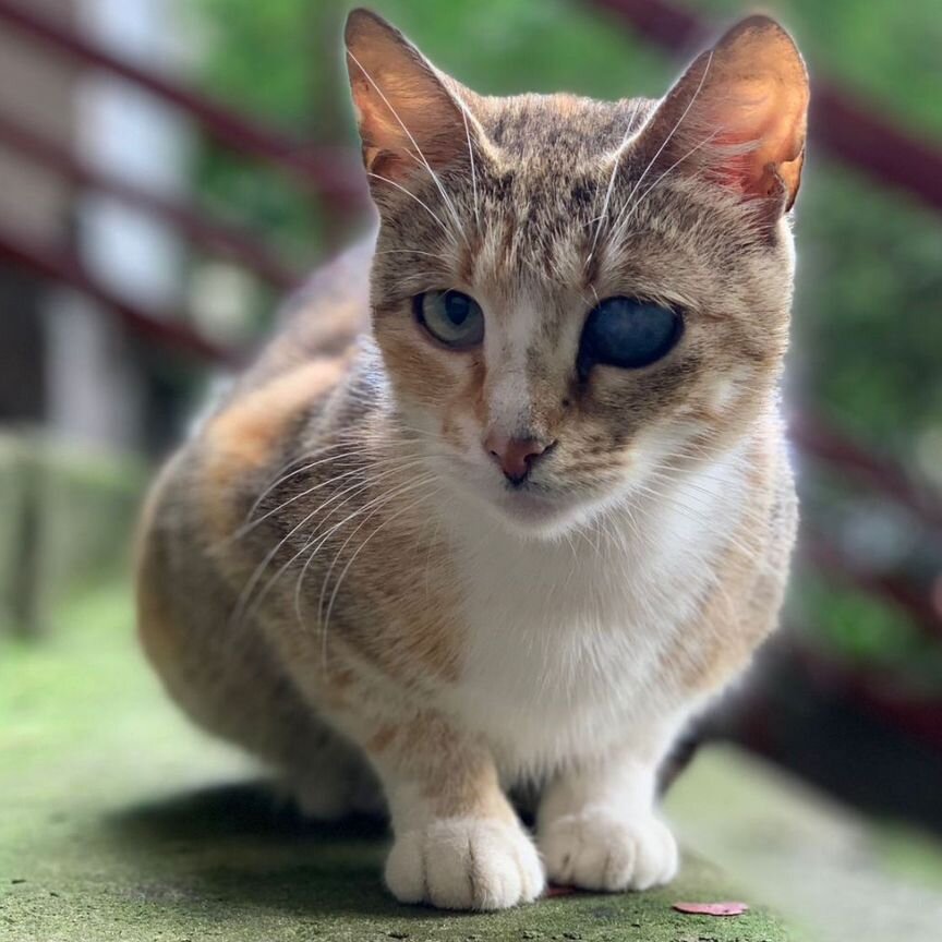 Маленькой кошечке нужна передержка