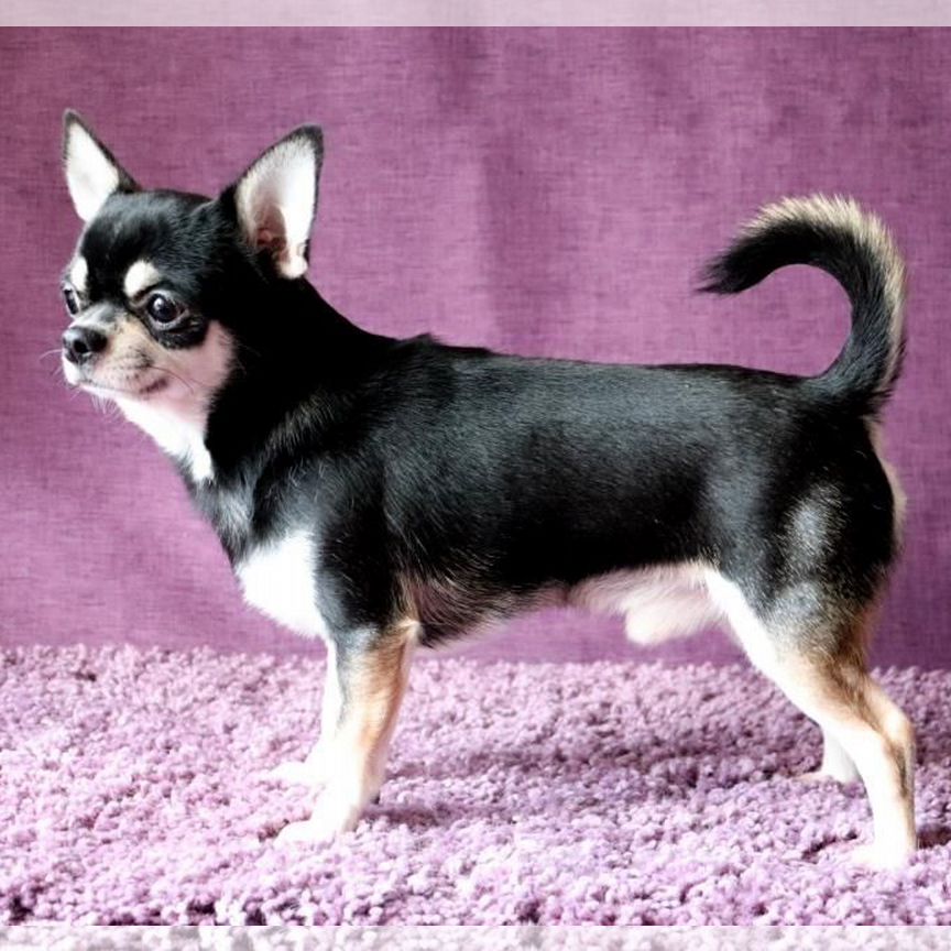 Чихуахуа, вязка