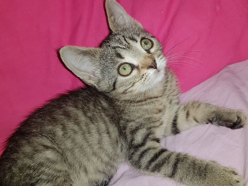 Котёнок девочка 2 месяца