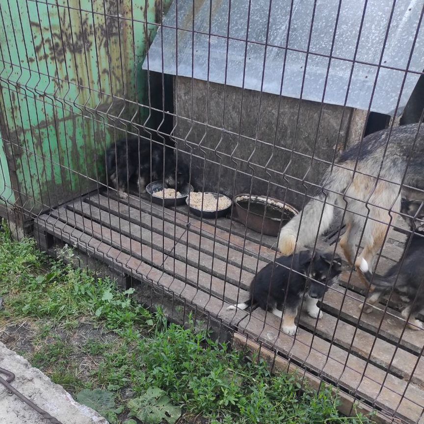 Продам щенка немецкой овчарки