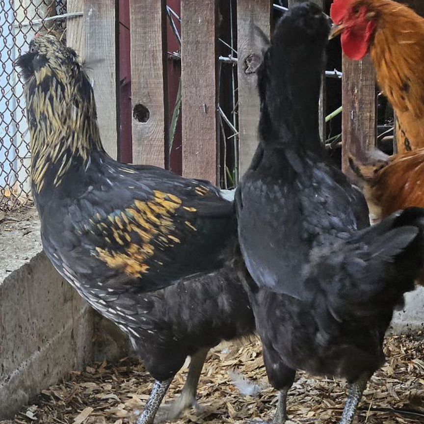 Петуха и куры Кучинская юбилейная