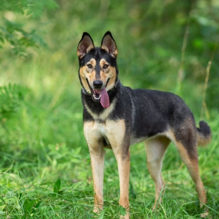 Собачка в добрые руки