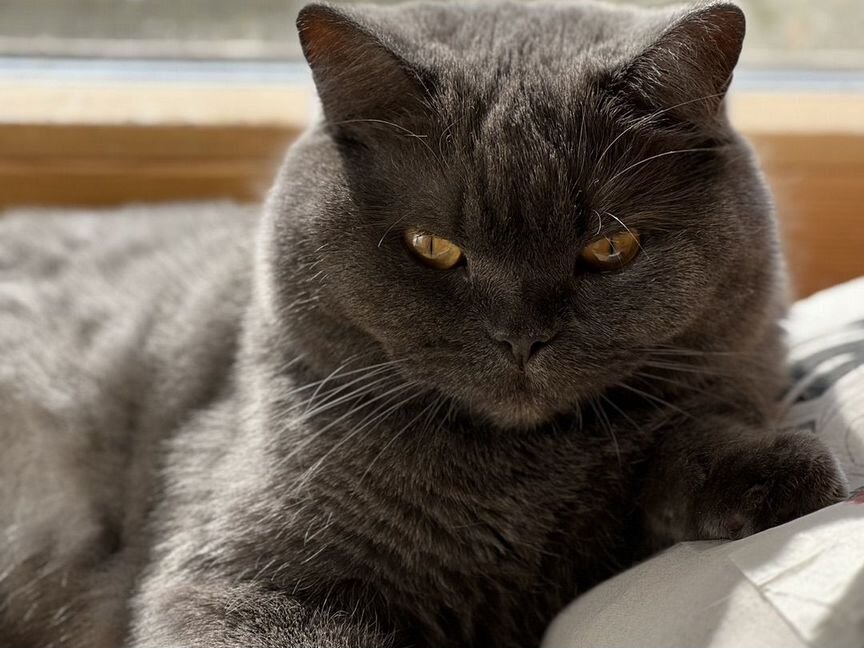 Британская шотландская