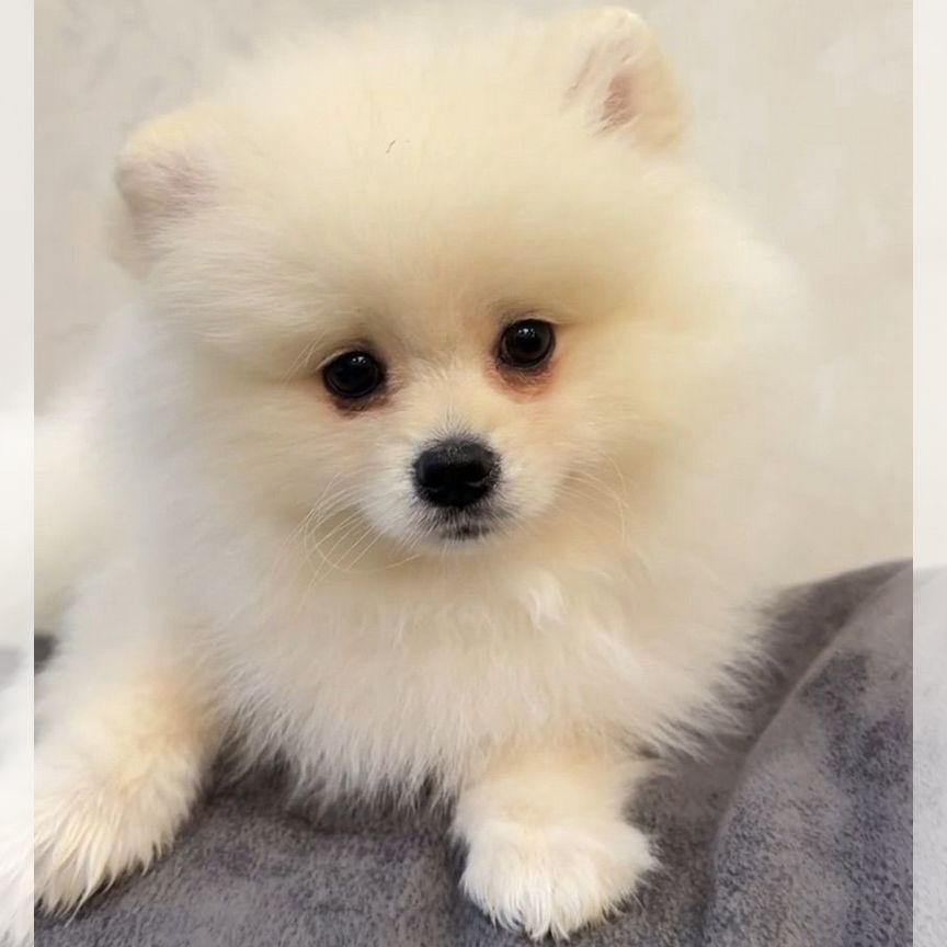 Померанский шпиц, щенок