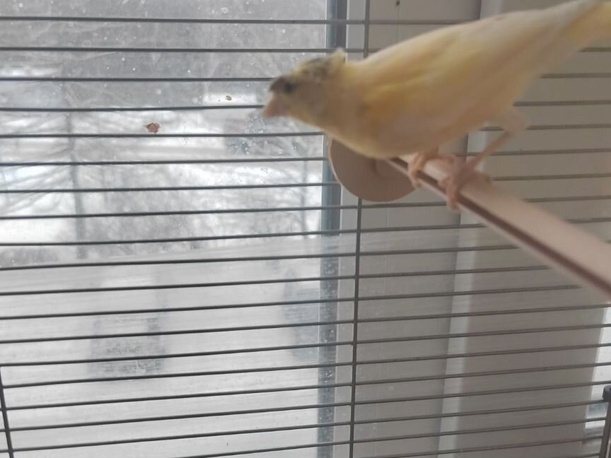 Кенар, молодой