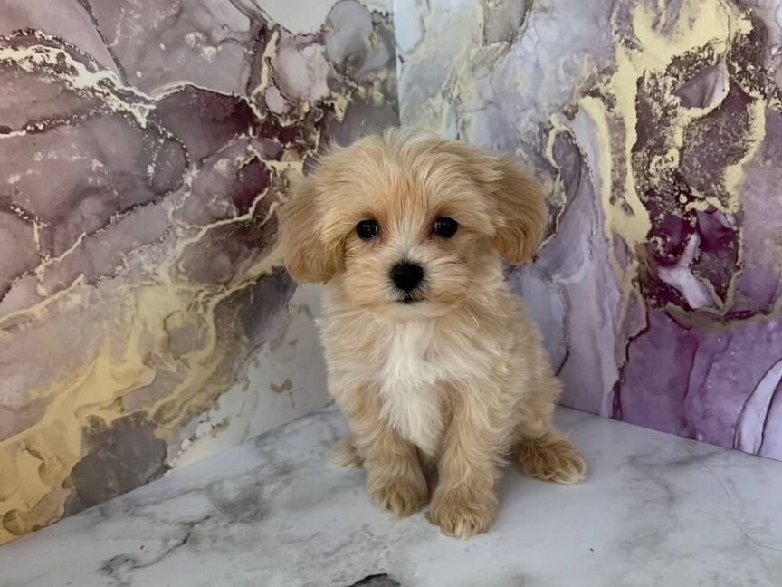 Мальтипу f1 mini мальчик