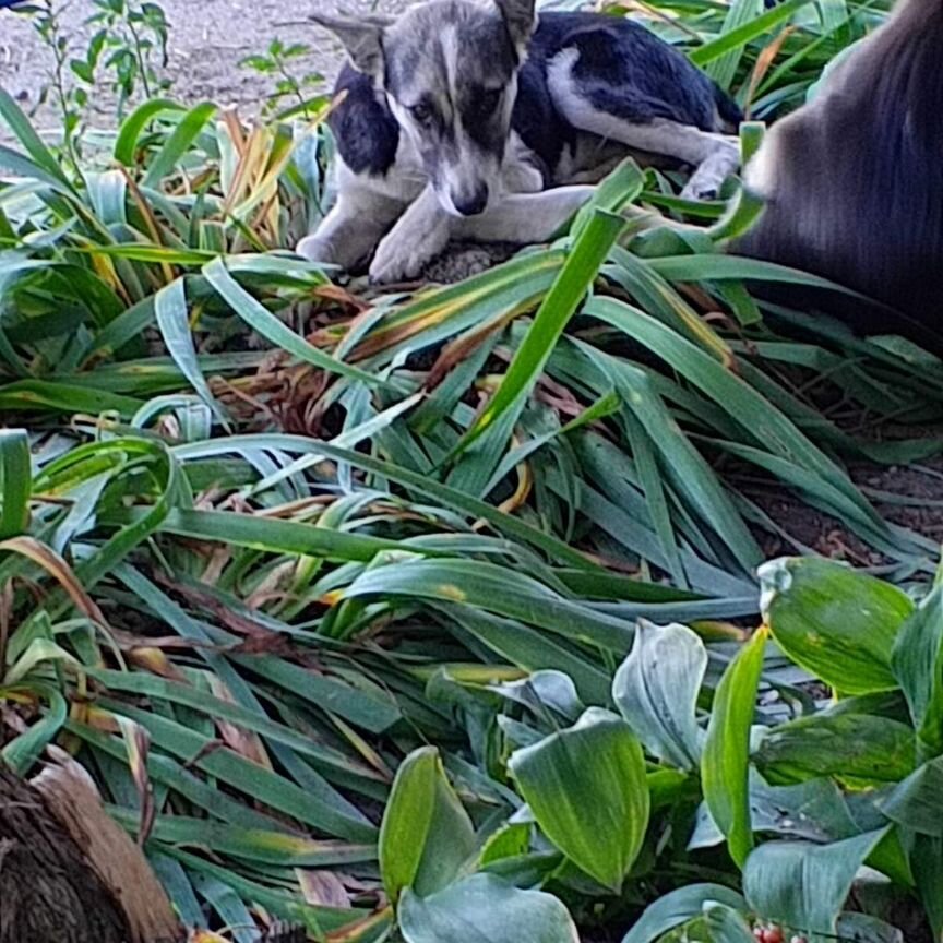 Кутенок подкидыщ