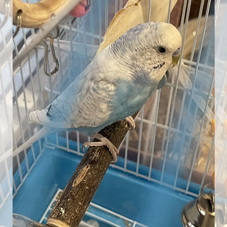 Волнистый попугай самец взрослый бесплатно