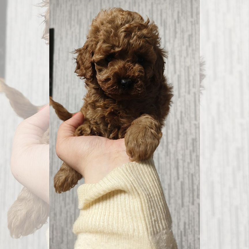 Той-пудель, щенок