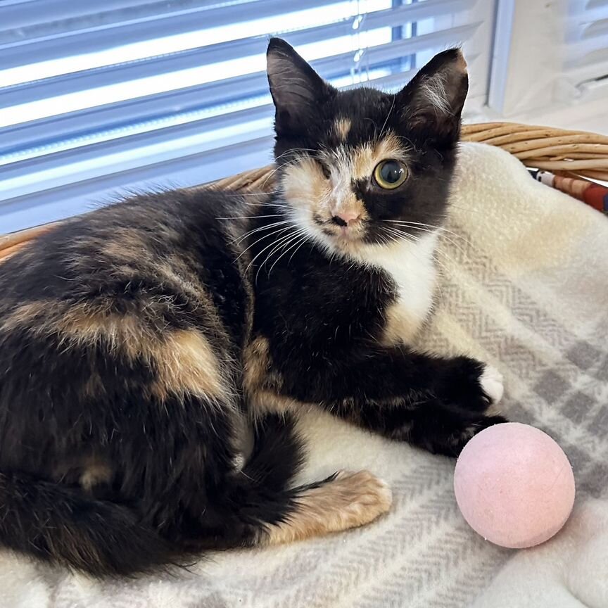 Котёнок-девочка нуждается в доме