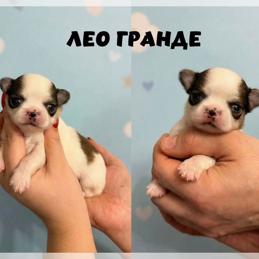 Чихуахуа, щенок