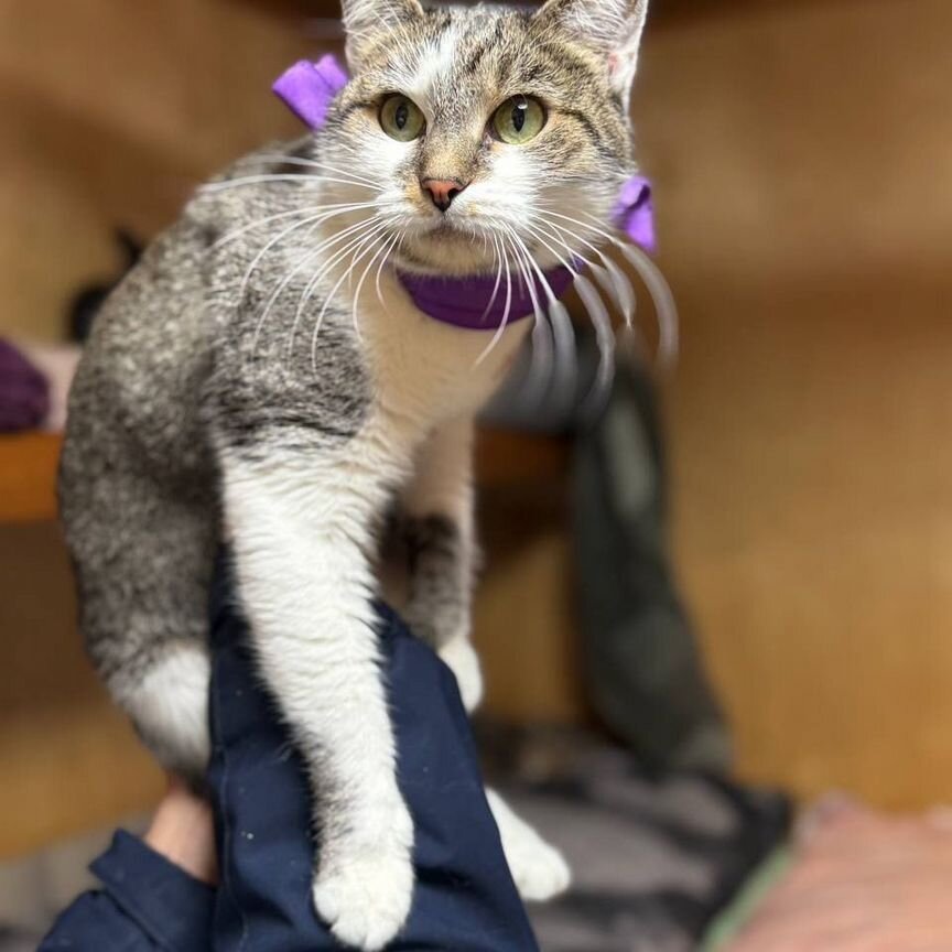 Взрослая, Девочка кошка в добрые руки