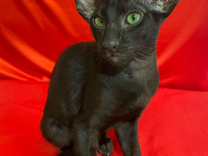 Ориентальные котята