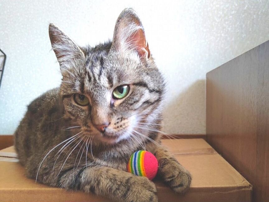 Кошка в добрые руки. Забавная Николь