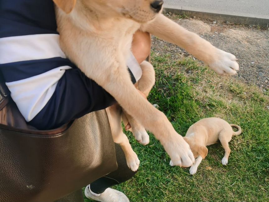 Необыкновенно красивый мальчик в добрые руки