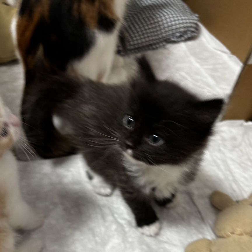 Котёнок в добрые руки