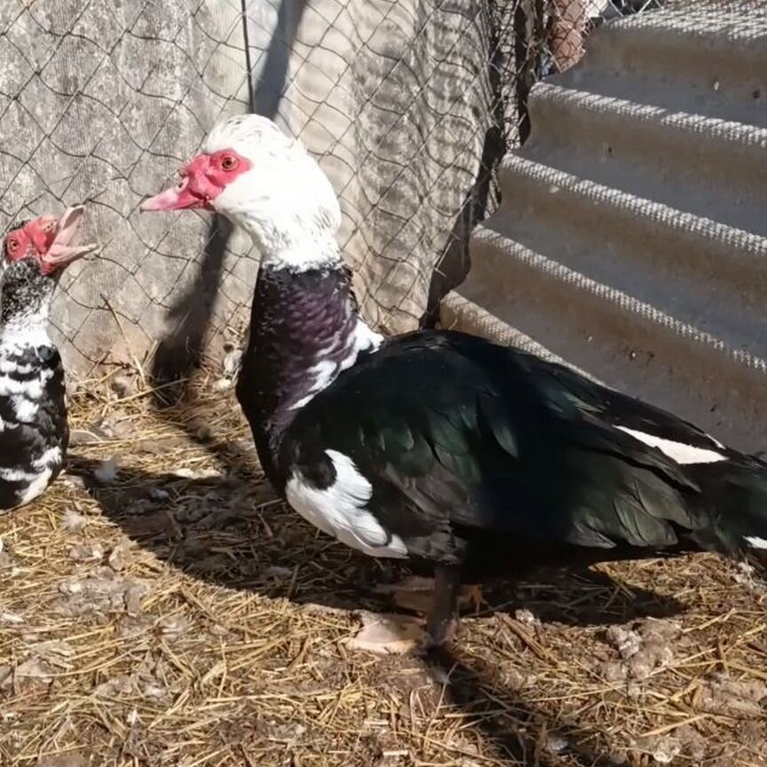 Мускусные утки