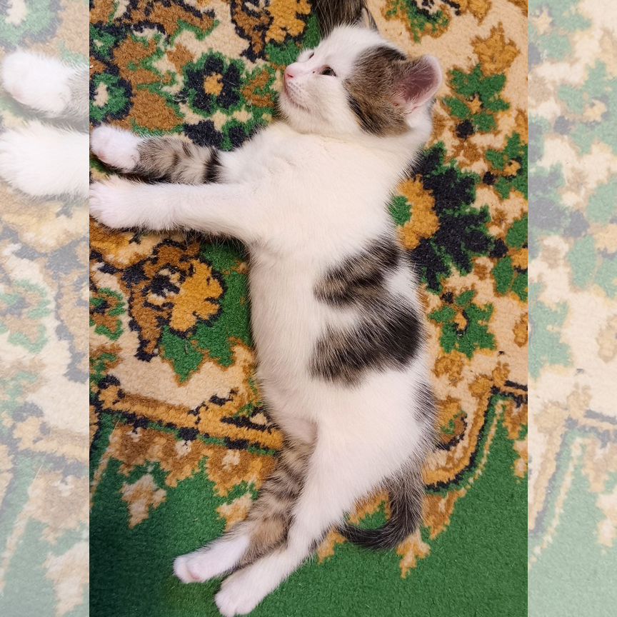 Котёнок в добрые руки