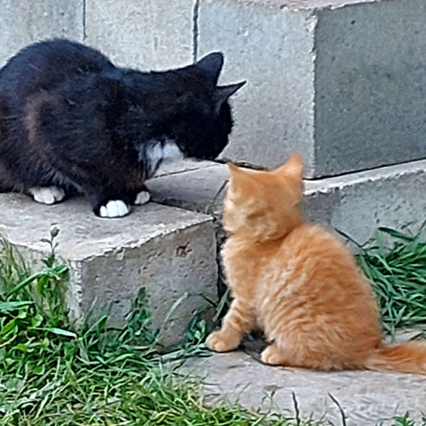 Отдам котят
