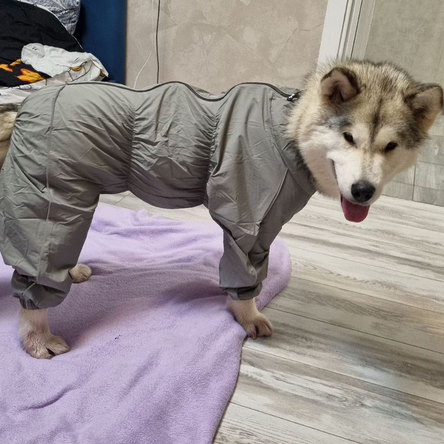 Аляскинский маламут, взрослая собака