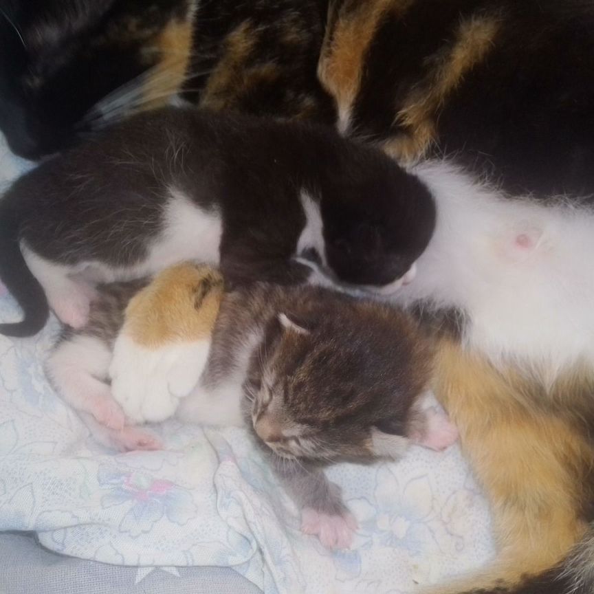 Отдам котят в др