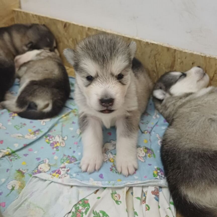 Аляскинский маламут, щенок