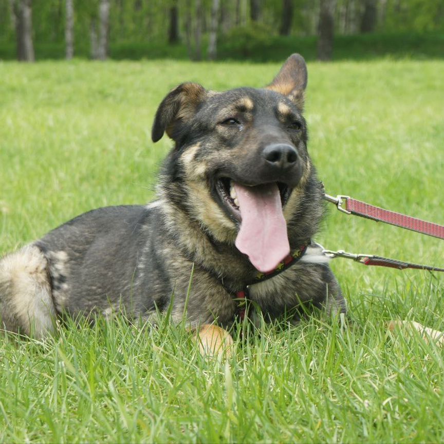 Метис овчарки в добрые руки