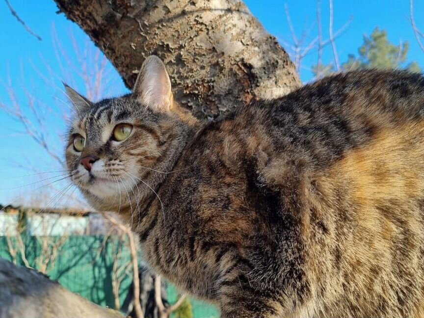 Кошечка привитая стерилизованная