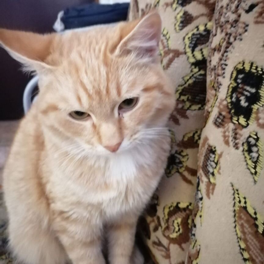 Котик бесплатно